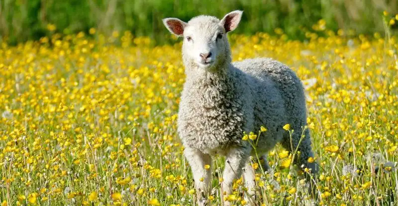 Podobieństwo o zgubionej owcy - interpretacja